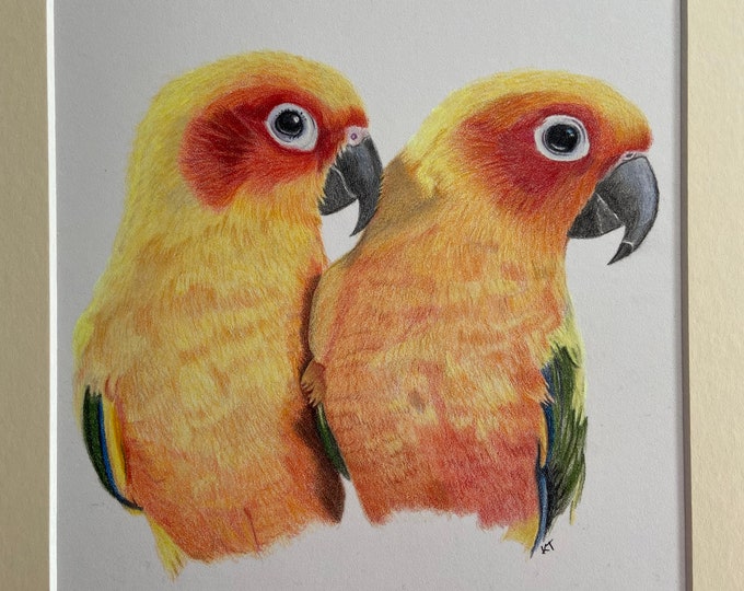 Sun Conure Art Drawing - Coloured Pencil Art Drawing - Original Not a ...