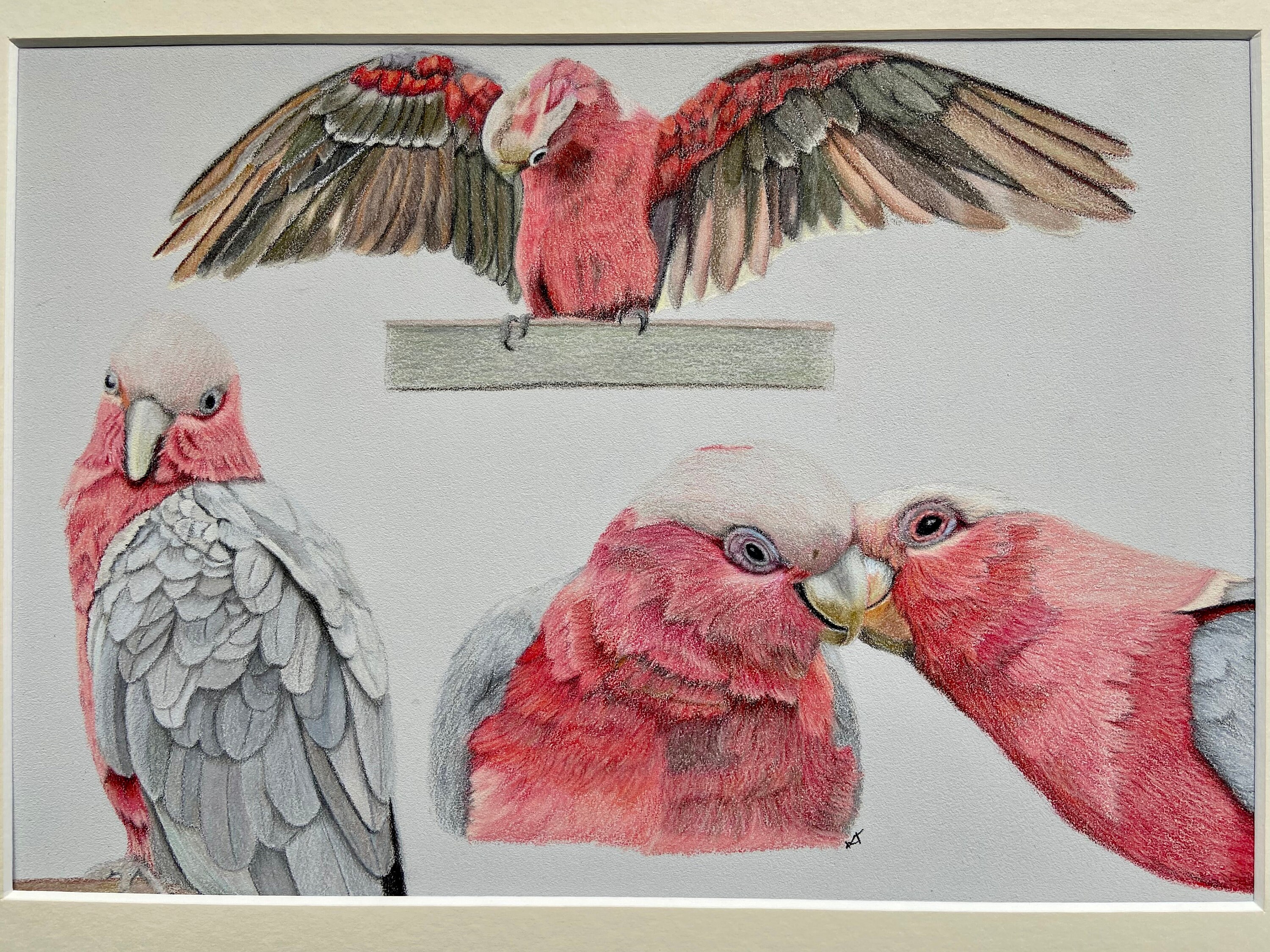 Galah Cockatoos Original Colored Pencil Drawing: Australian Bird Art - Etsy