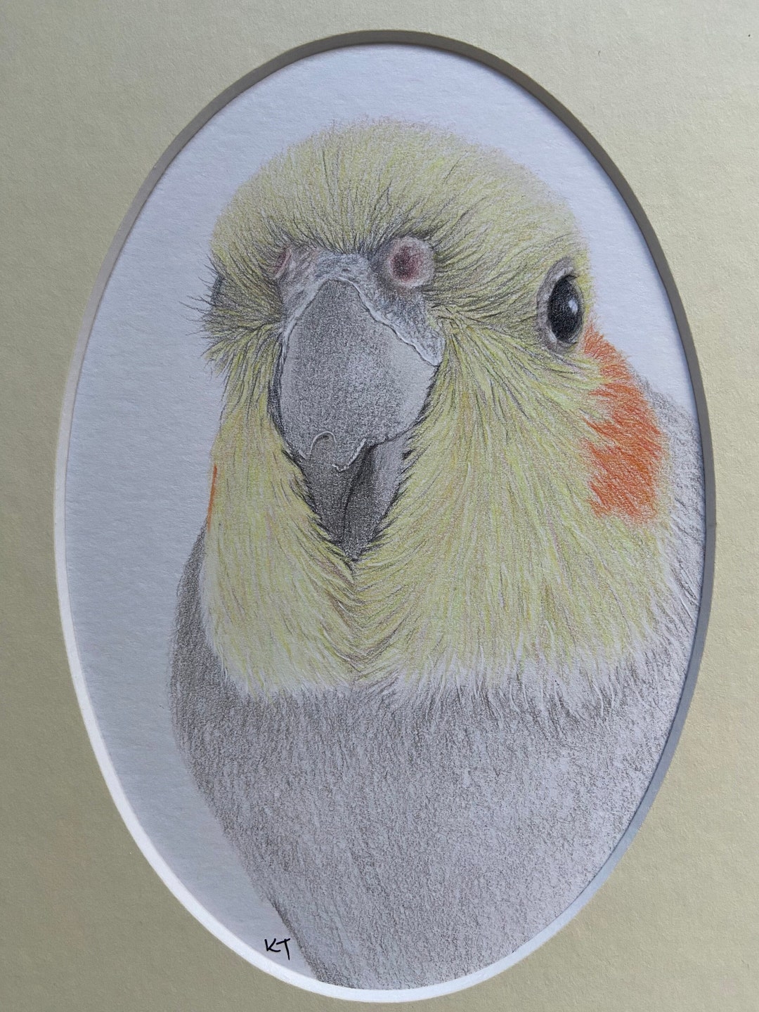 Cockatiel Pencil Drawing Mounted Cockatiel Bird Drawing - Etsy UK