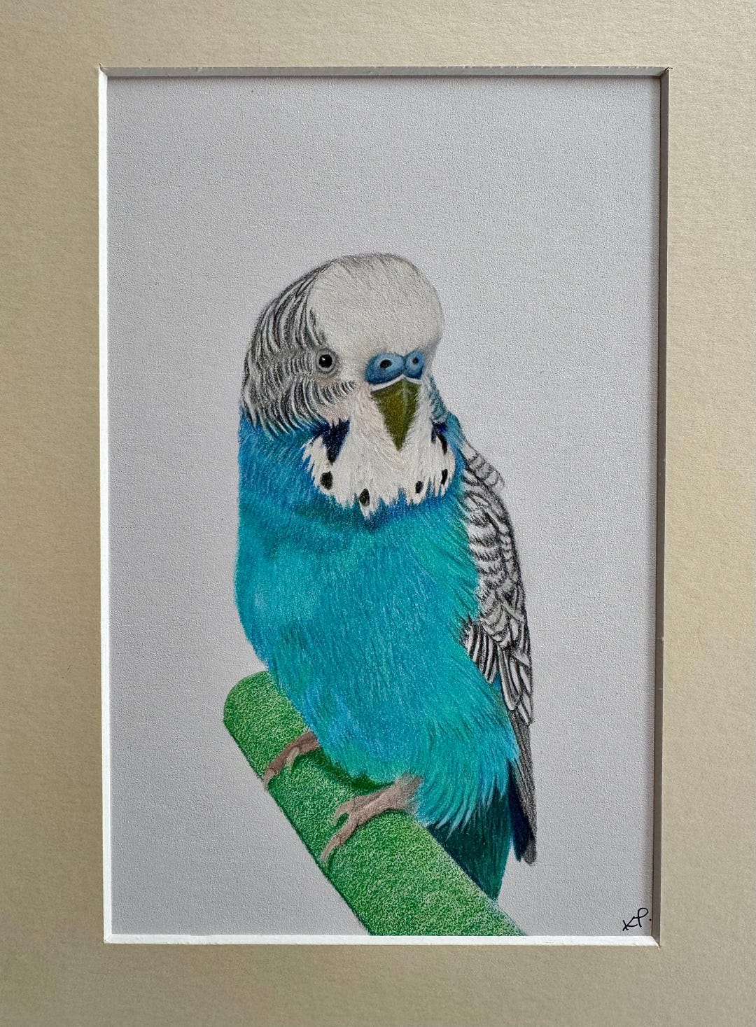 Budgie Colored Pencil Drawing: Original Bird Art - Perched in Blue - Etsy