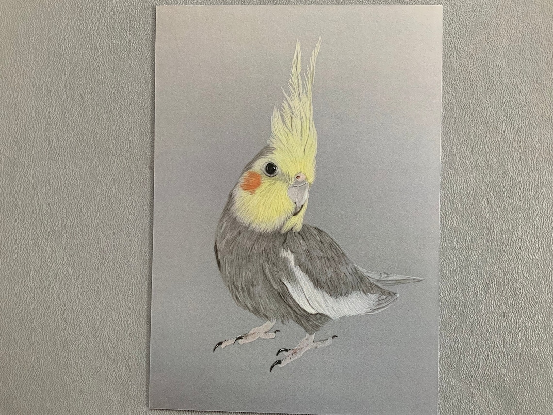 Cockatiel Pencil Drawing Print Cockatiel Bird Drawing Original - Etsy ...
