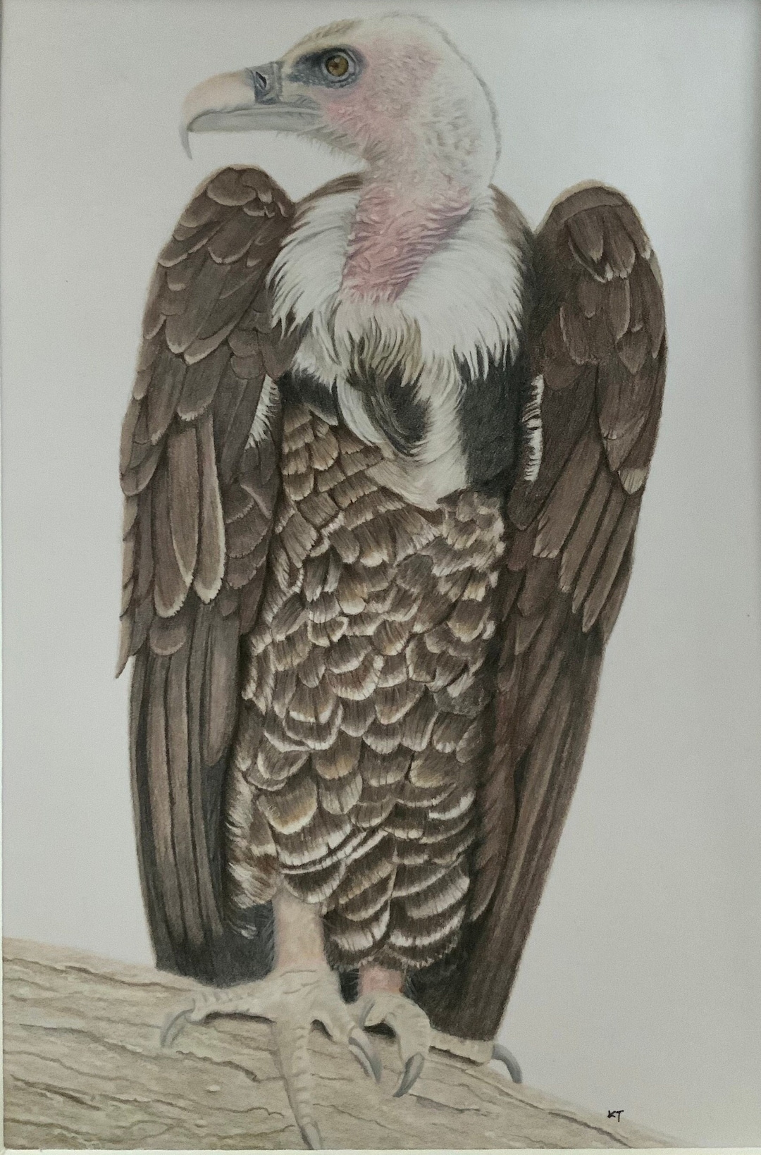 Vulture Coloured Pencil Art Drawing - Vulture Bird of Prey Art Drawing ...