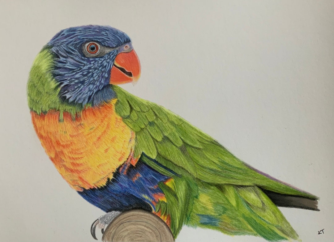 Rainbow Lorikeet Pastel Art Drawing - Original Pastel Drawing - Etsy