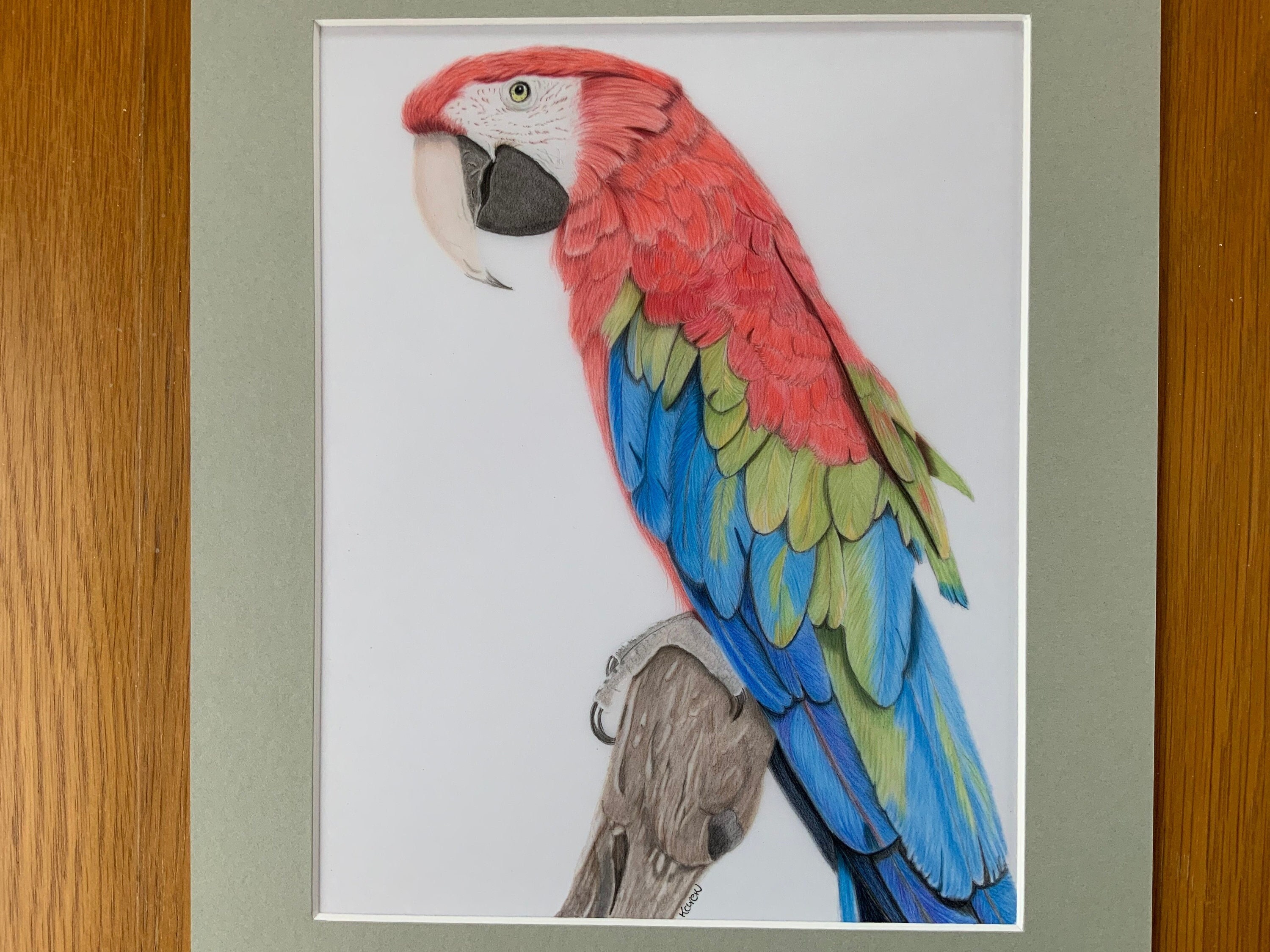 Parrot Colour Pencil Drawing
