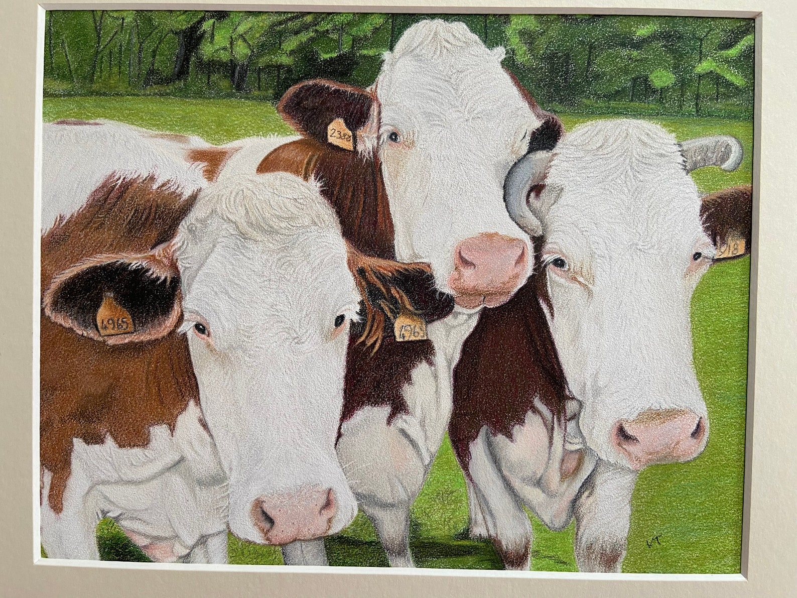 Original Colored Pencil Drawing: "pasture Companions" Cows - 30cm X ...