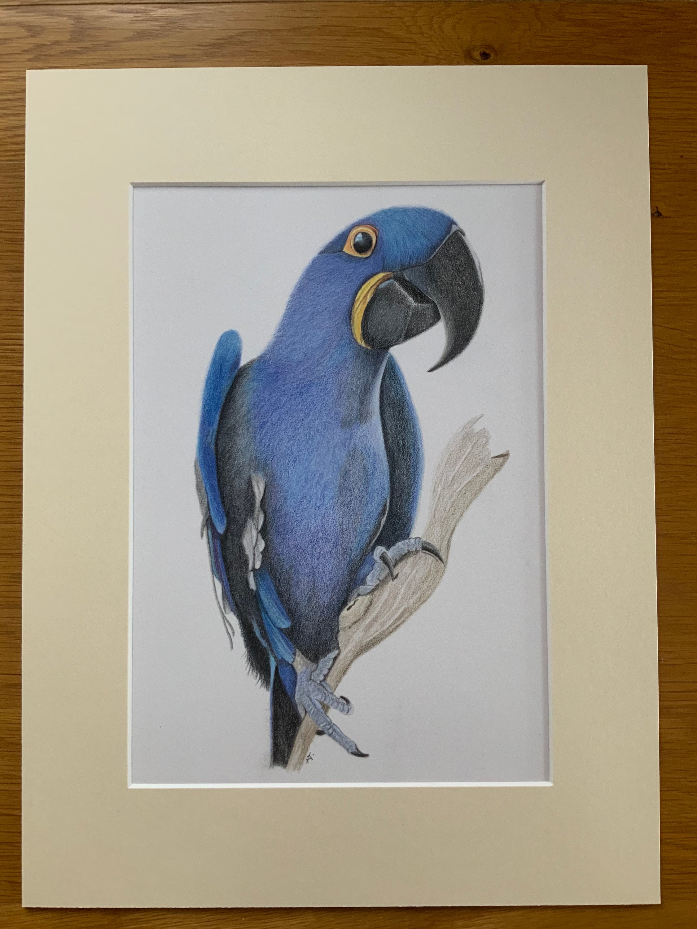 Blue Macaw Drawing