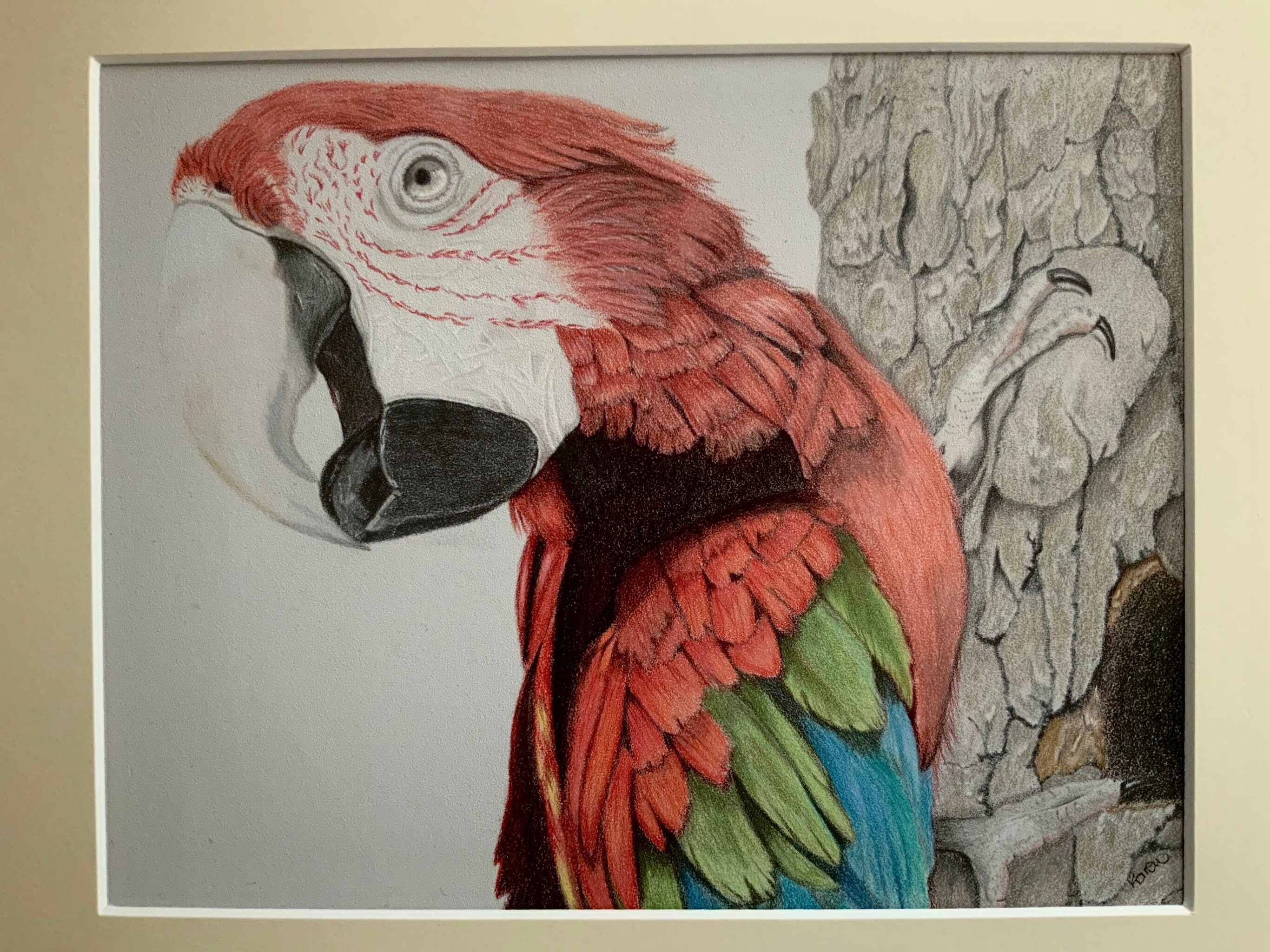 Macaw Drawing Pencil