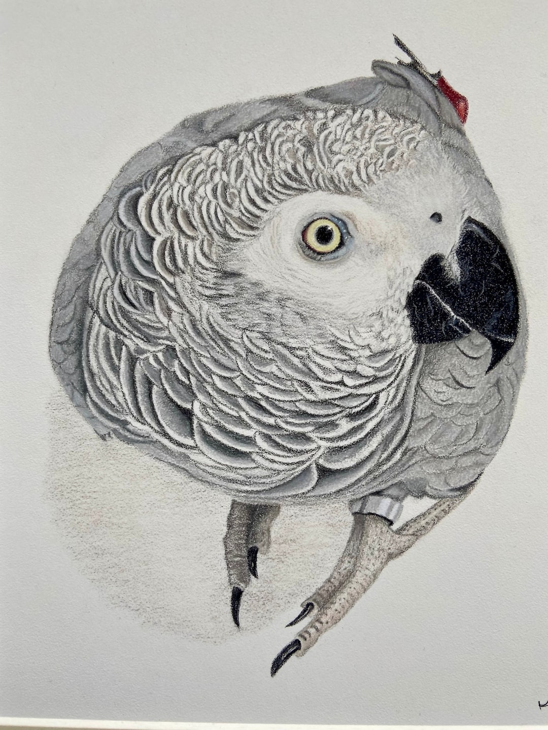 African Grey Parrot Coloured Pencil Original Art African Grey Original ...