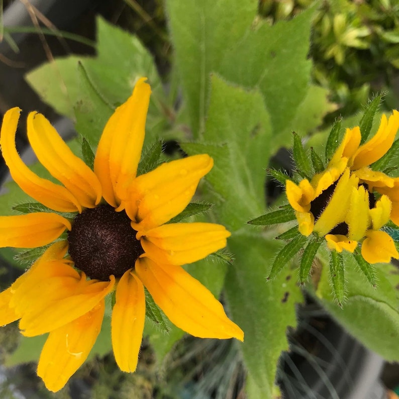 Tri Fold Plantable Wedding Invitations British Blooms Recycled & FSC ...