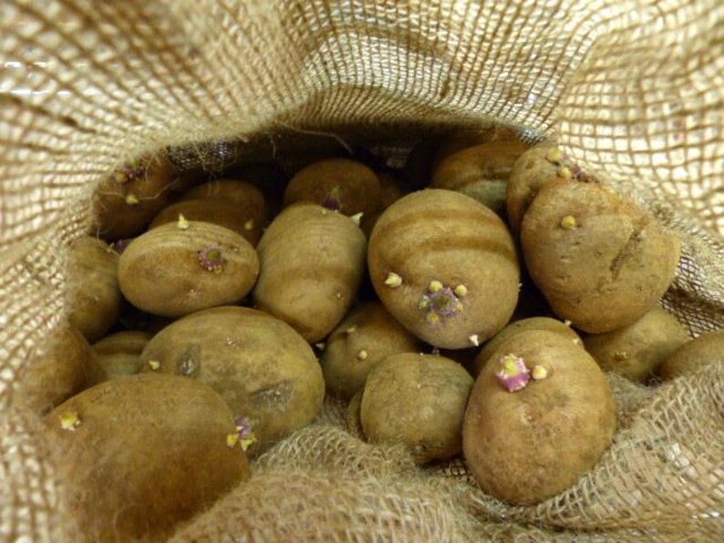 Elba Seed Potatoes-spring Garden Ready-free Priority Shipping-chitted ...