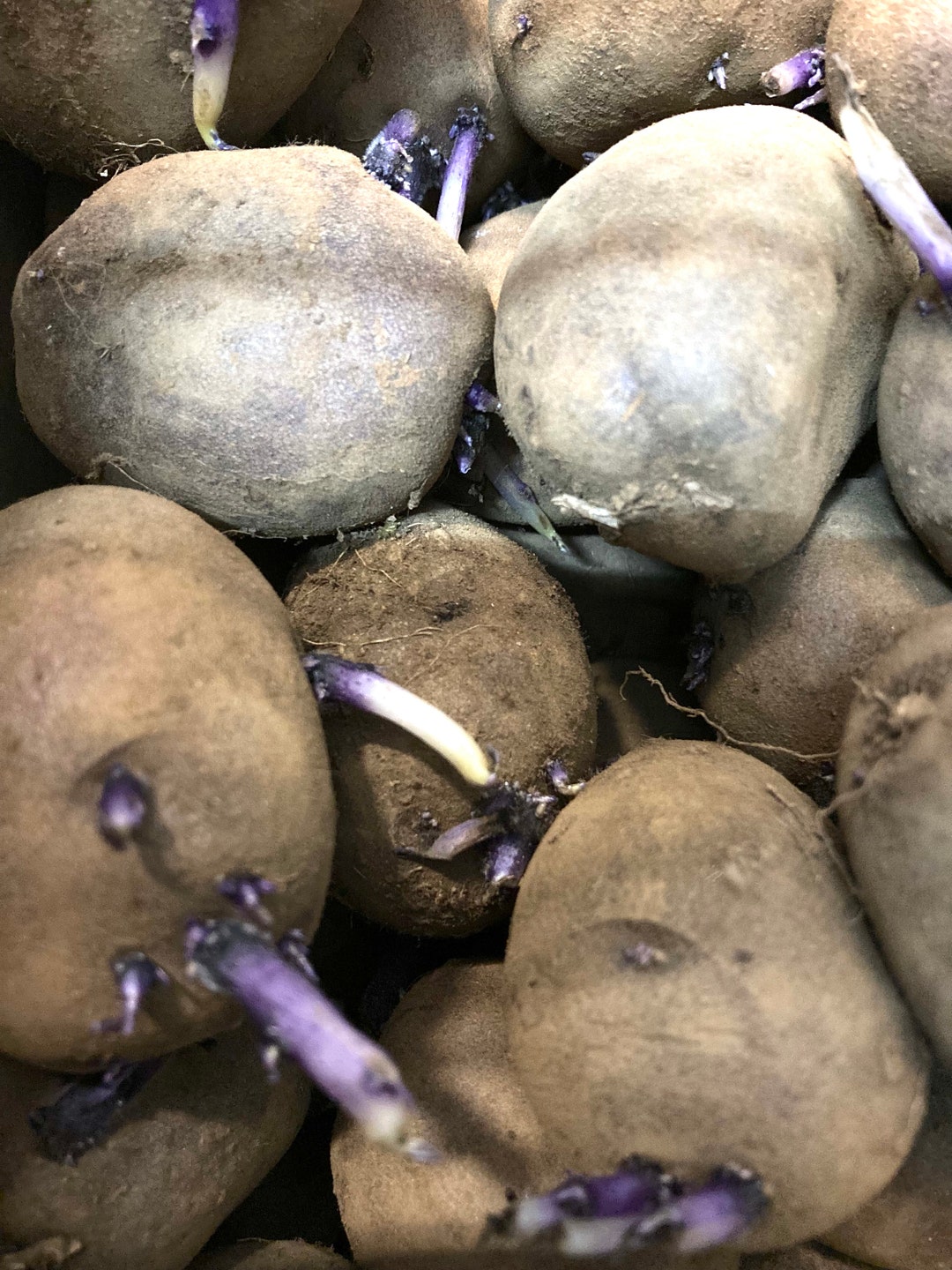 Adirondack Blue Seed Potatoes-spring Garden Ready Free Priority ...