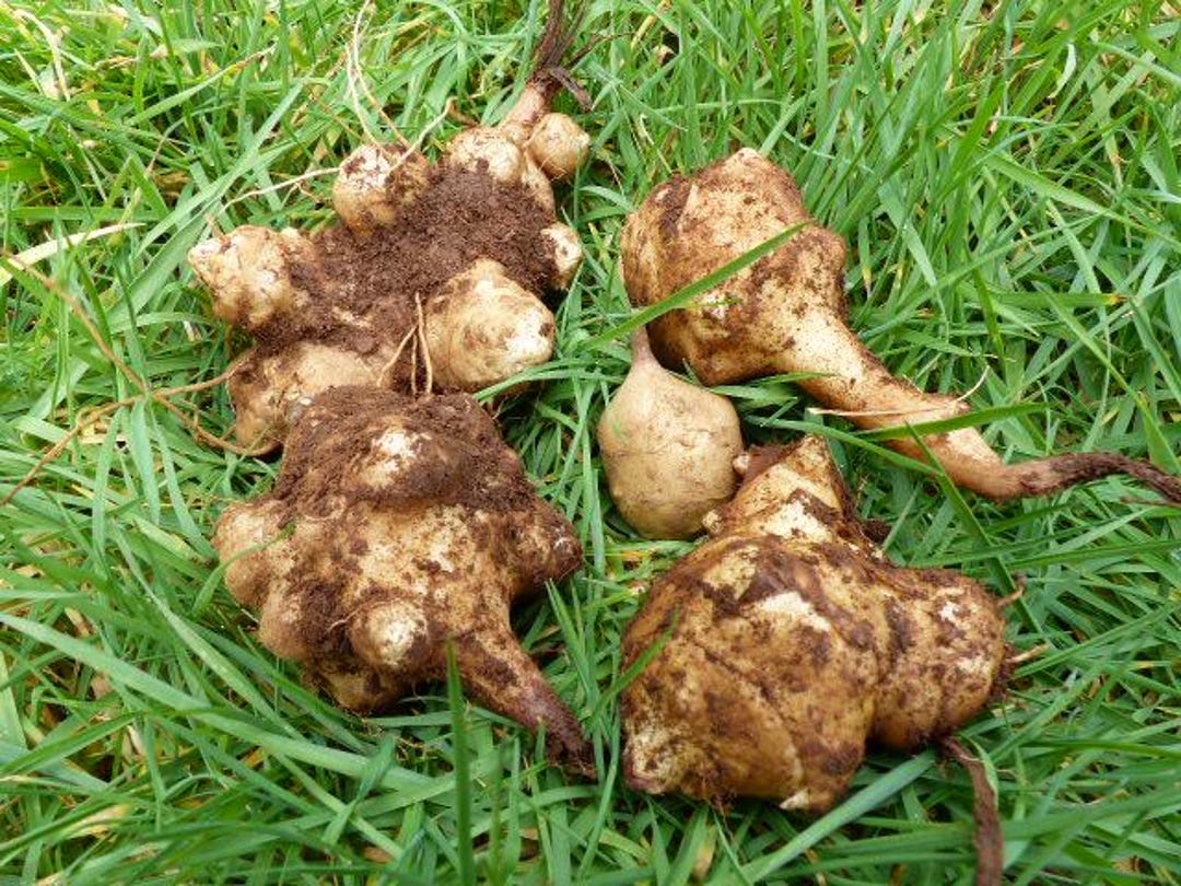 Sunchoke Seed Tubers-jerusalem Artichokes-ready to Plant for Spring ...