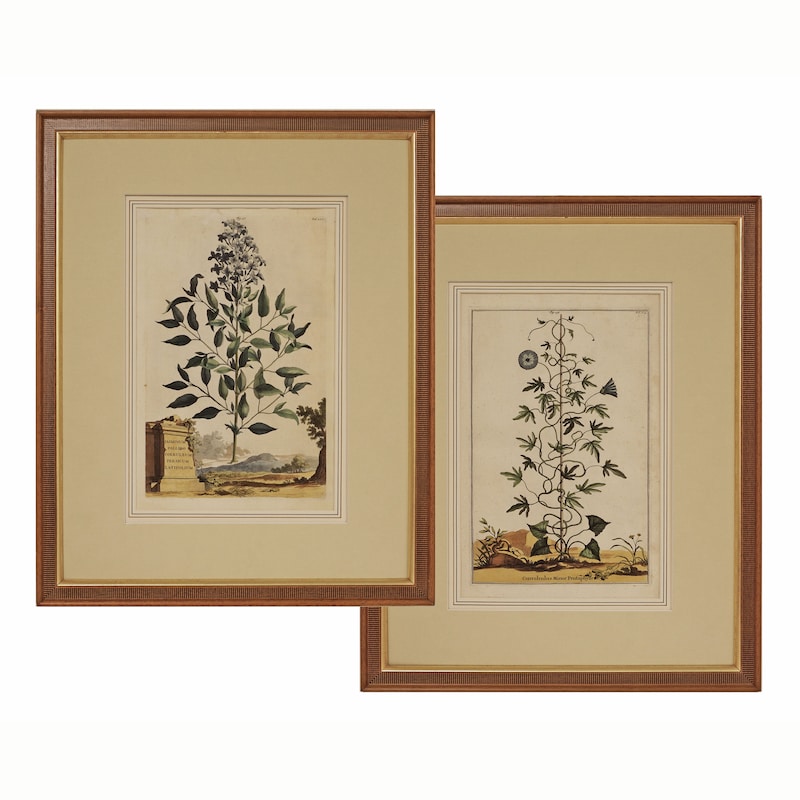 Framed Botanical Prints - Etsy