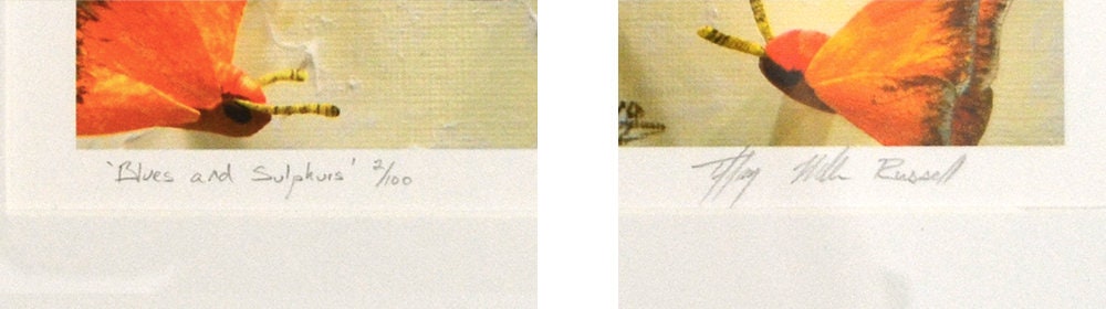 Stomp Raven and Barbed Wire Giclee Fine Art Print of Paper Sculpture - Etsy