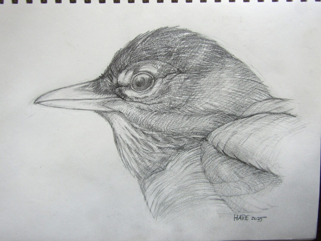 American Robin Original Pencil Sketch - Etsy