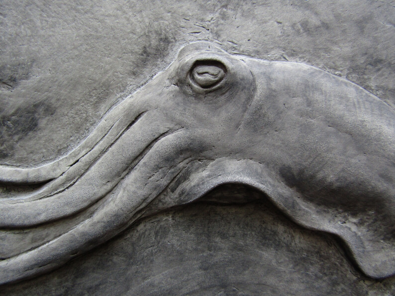 Concrete Cuttlefish Wall Sculpture Art Tile - Etsy UK