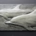 Concrete Bas Relief Dolphin Pair Art Tile - Etsy