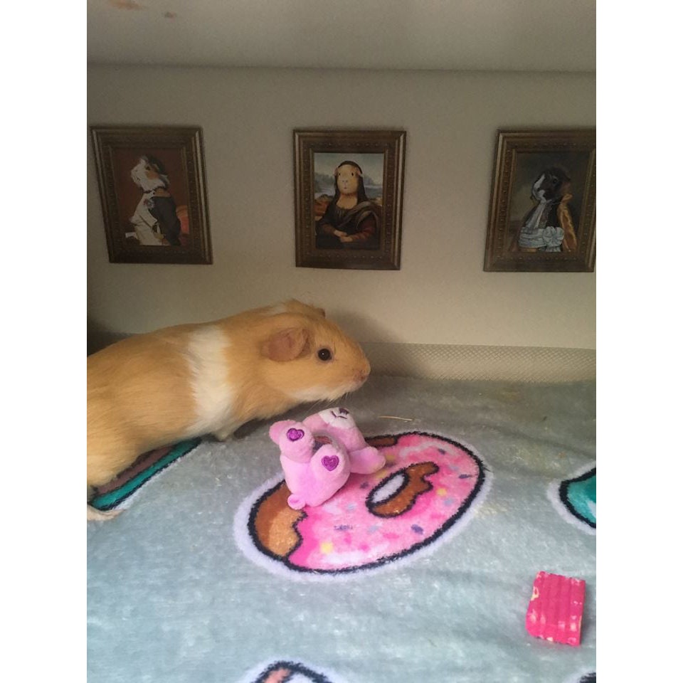 Guinea Pig Magnet Mona Lisa Refrigerator Magnet Guinea Pig - Etsy Israel