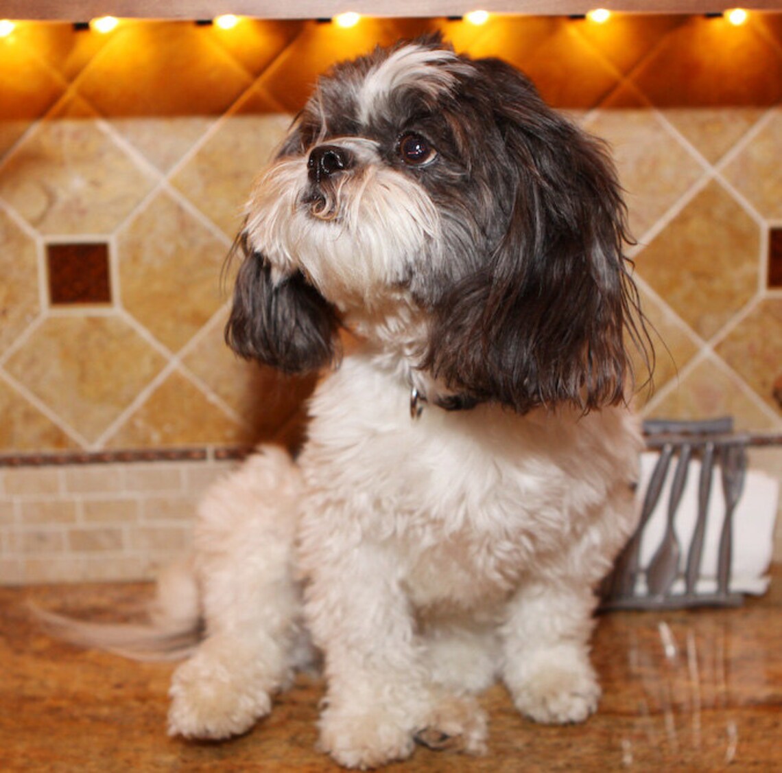 Lhasa Apso Art Prints, Pepe, Dogs in Clothes, Dog Wall Art - Etsy