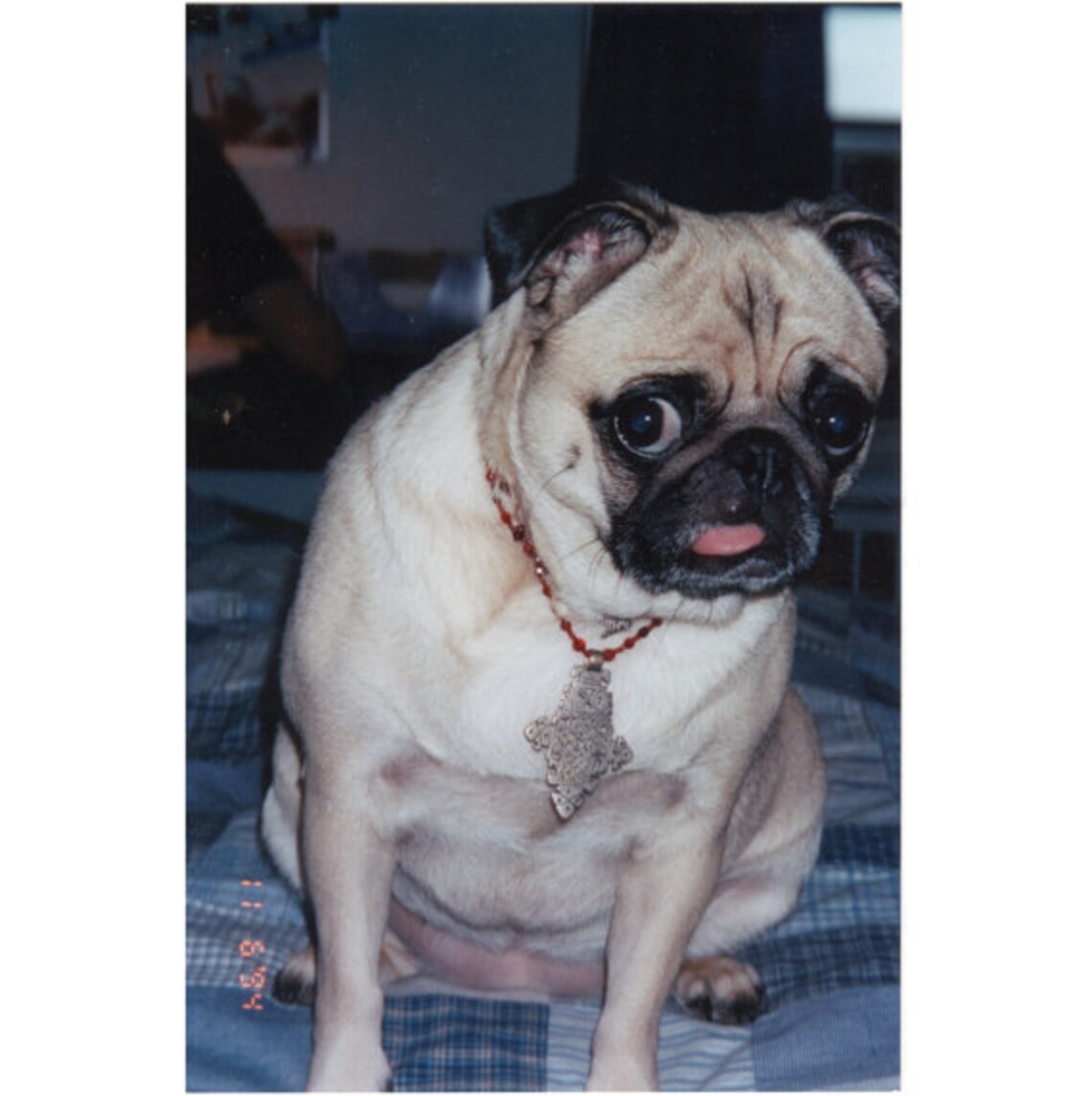 Pug Wall Prints Canvas Prints Pug Nursery Print Pug Gift | Etsy