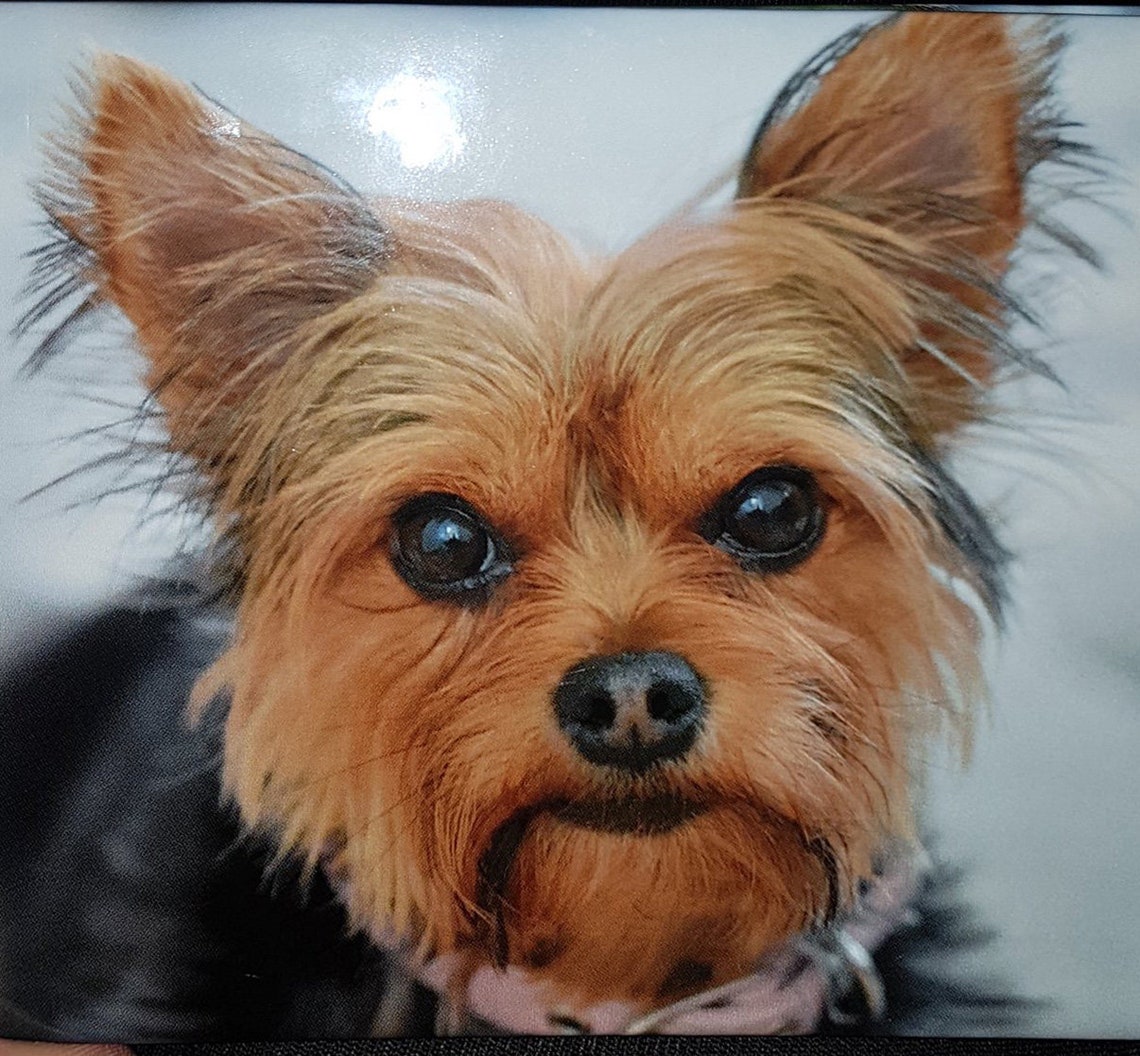 Yorkie Prints Dog Mom Yorkshire Terrier Yorkie Gifts - Etsy