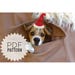 Jack Russell Terrier Plush Sewing Pattern: DIY Dog Lover Gift (PDF ...