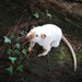 Realistic Plush Rat Sewing Pattern PDF – 25 Cm Stuffed Animal Tutorial ...