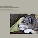 Realistic Plush Rat Sewing Pattern PDF – 25 Cm Stuffed Animal Tutorial ...