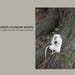 Realistic Plush Rat Sewing Pattern PDF – 25 Cm Stuffed Animal Tutorial ...