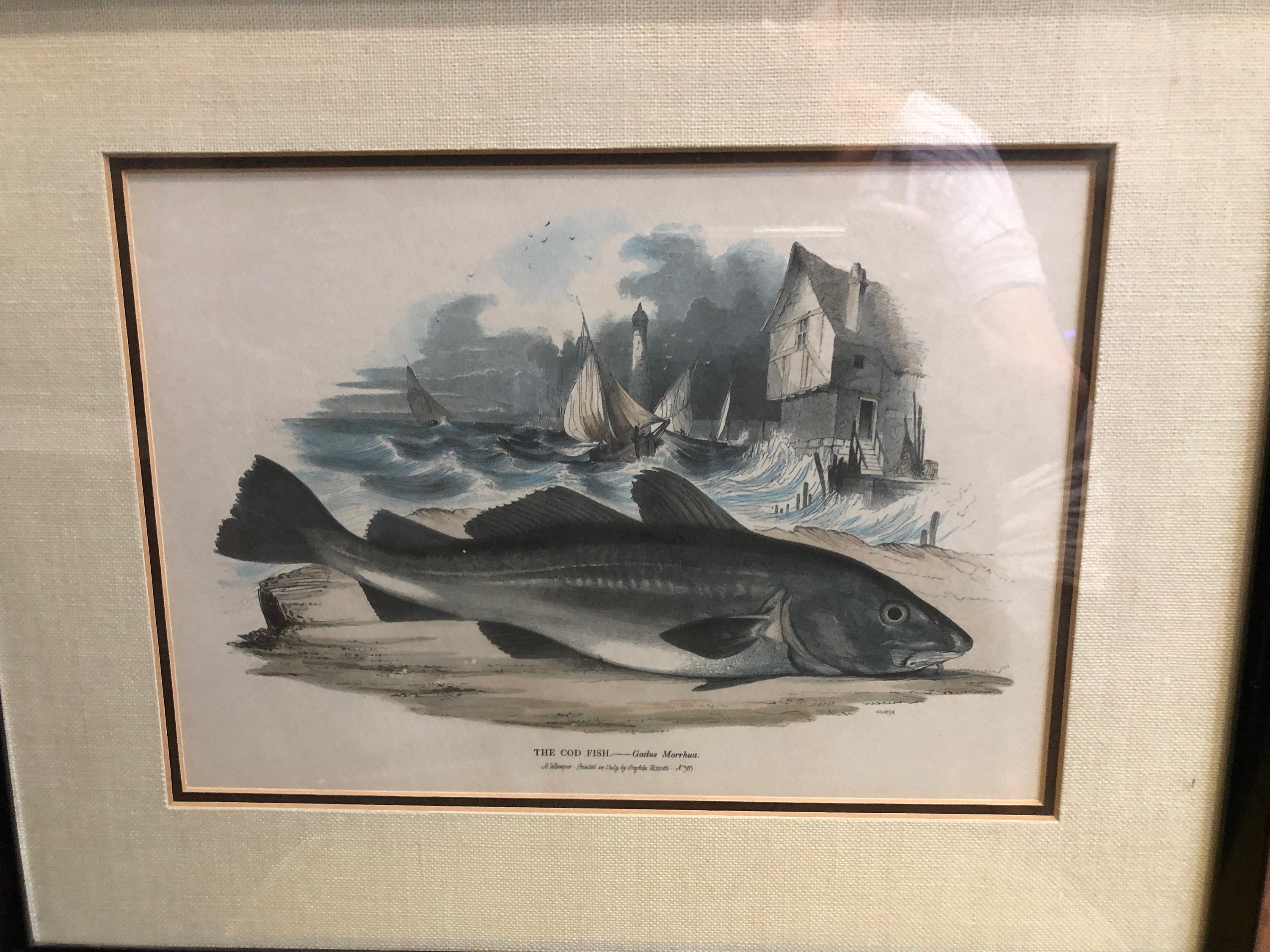 Vintage the Cod Fish Print by Whimper Grafiche Tassotti No 383 Framed ...