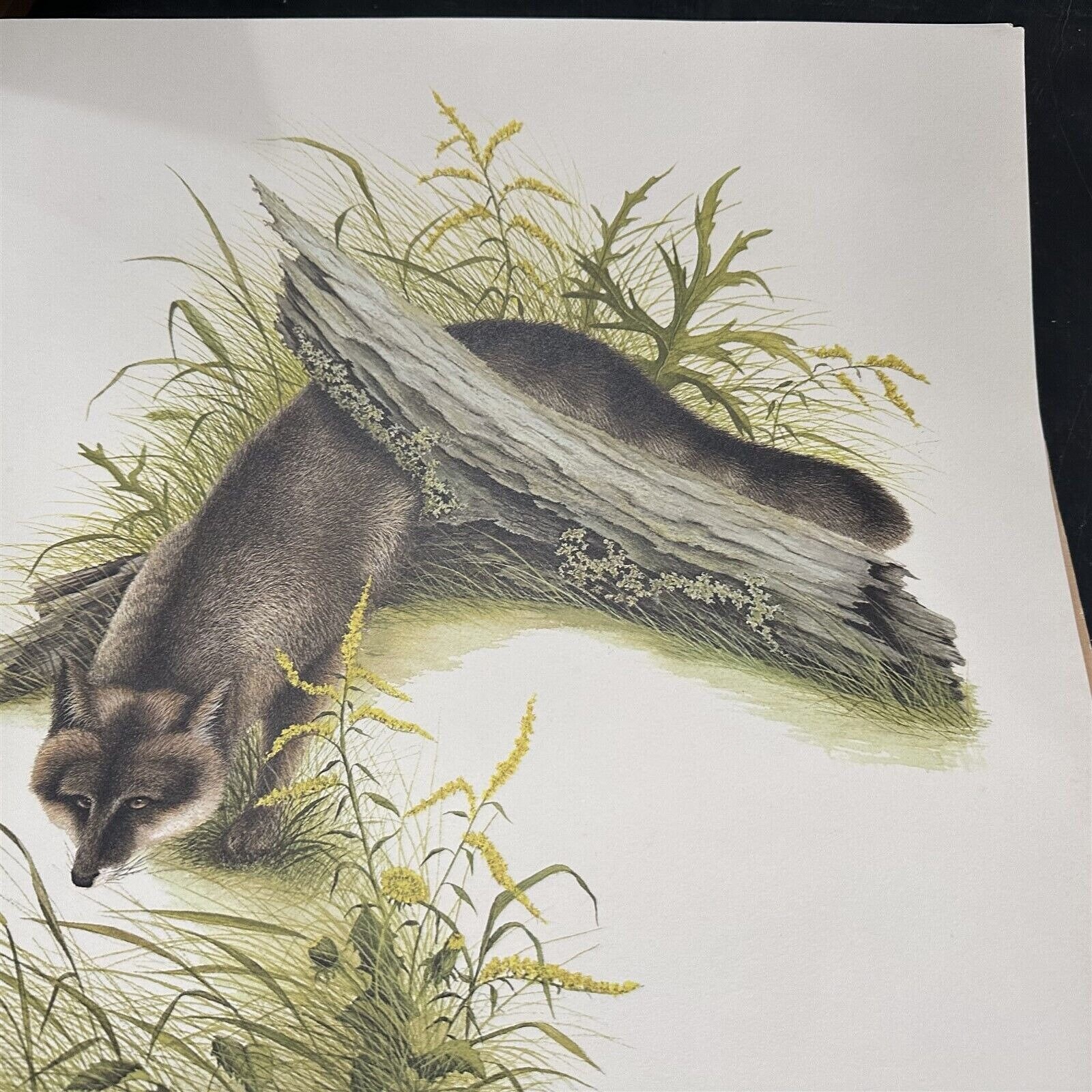 T. H. FARNSWORTH the Fox and the Frog Print Pencil Signed by - Etsy