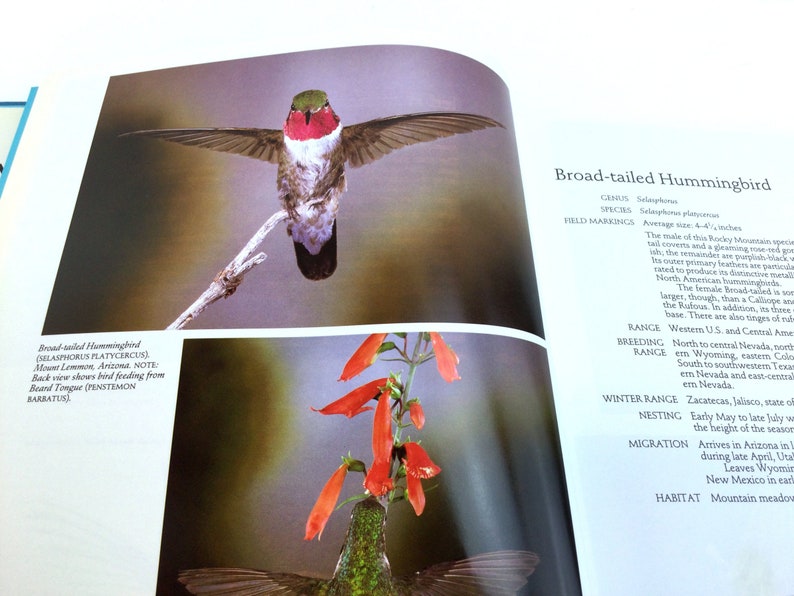 Hummingbirds Life and Behavior Book Hummingbird Photo - Etsy