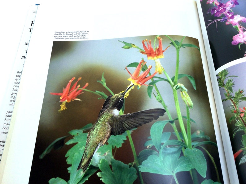 Hummingbirds Life and Behavior Book Hummingbird Photo - Etsy
