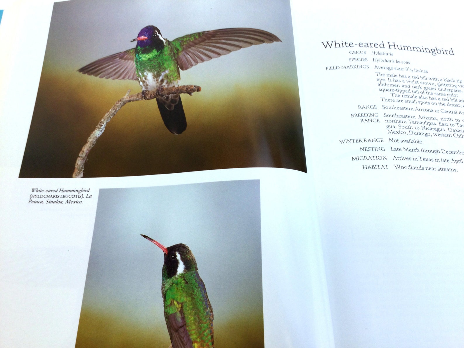 Hummingbirds Life and Behavior Book Hummingbird Photo - Etsy