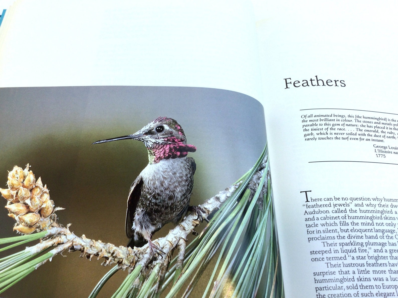 Hummingbirds Life and Behavior Book Hummingbird Photo - Etsy
