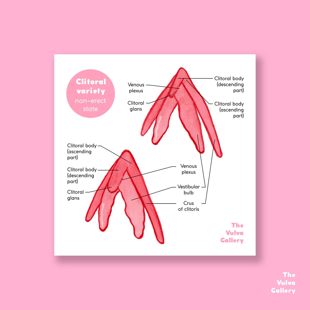 Clitoris Diversity Anatomy Educational Art Print The Vulva Gallery Etsy