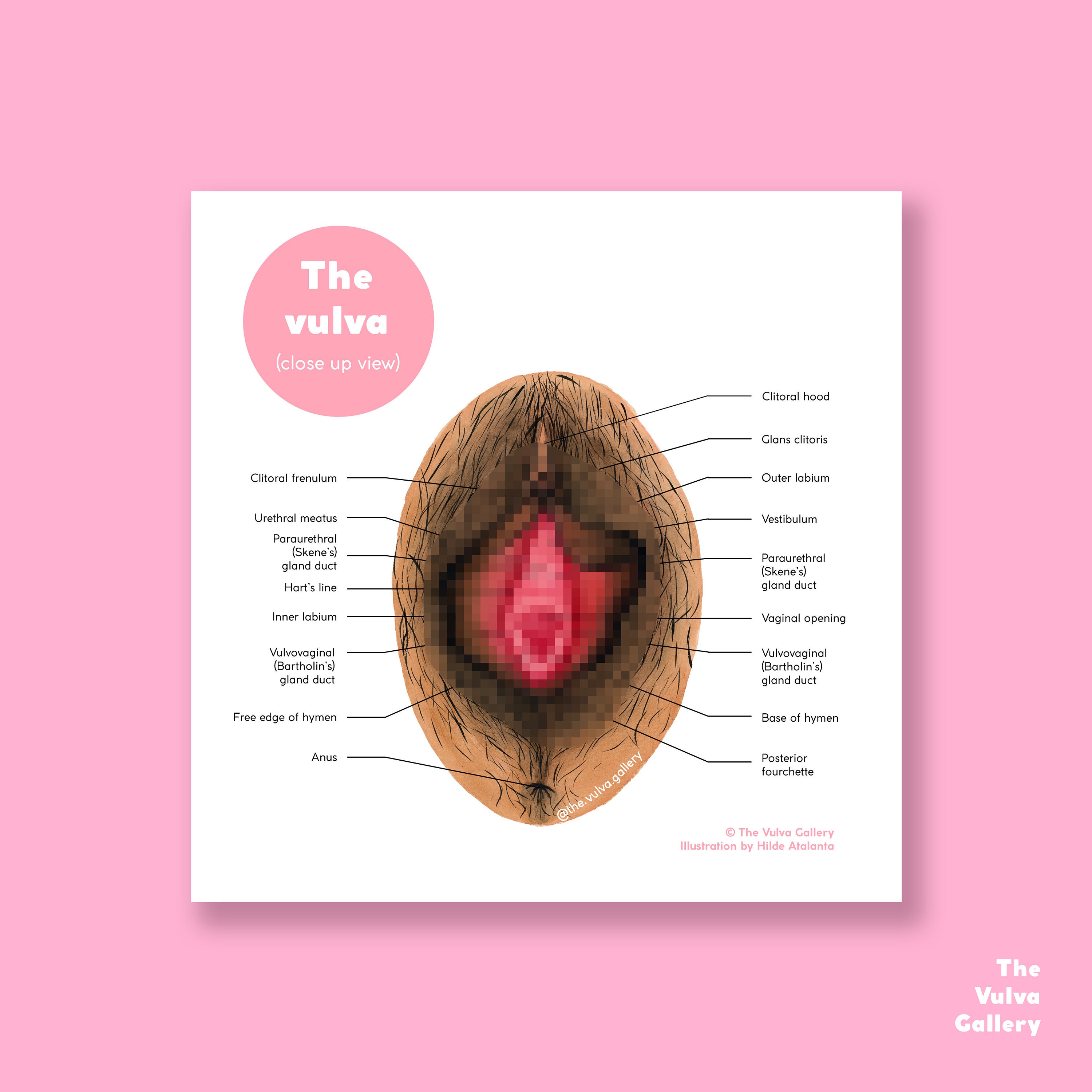 The Vulva Close Up Anatomy Educational Art Print The Vulva