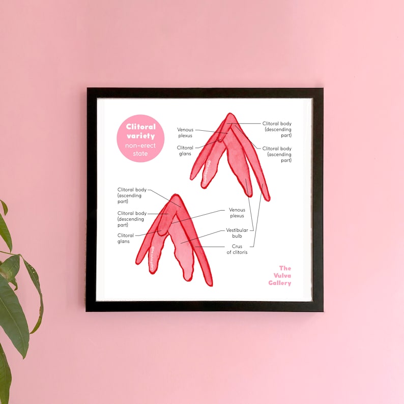 Clitoris Diversity • Anatomy • Educational Art Print • the Vulva ...