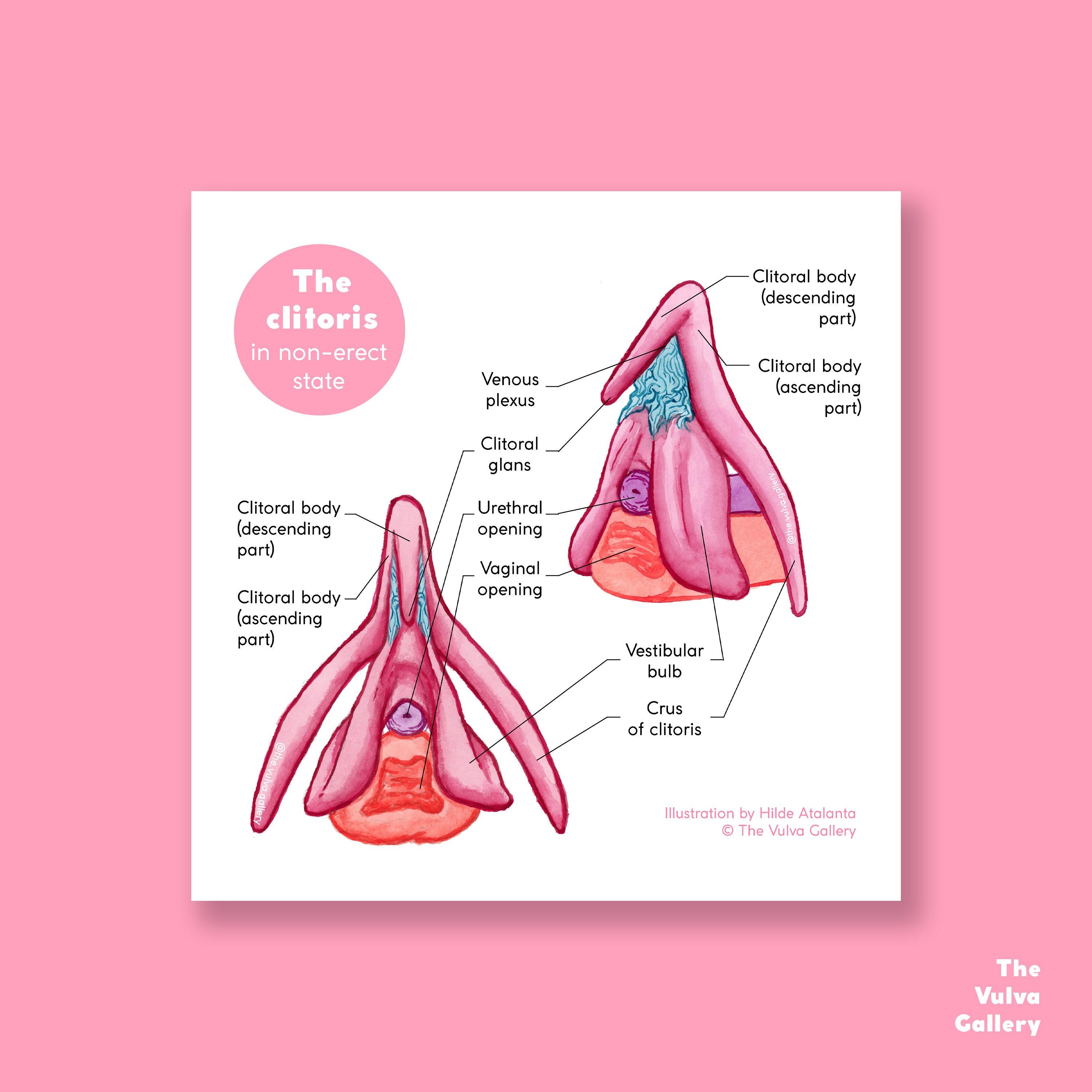 The Clitoris Detailed Anatomy Educational Art Print The Vulva