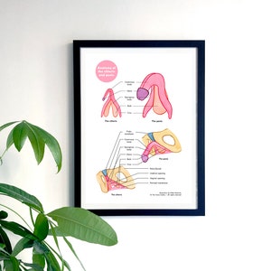 Clitoris Print Set • Sexual Health Education • the Vulva Gallery - Etsy