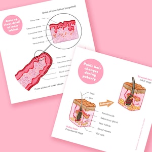 Vulva Anatomy Education Set • English Version • 15 Prints + 21 Digital ...