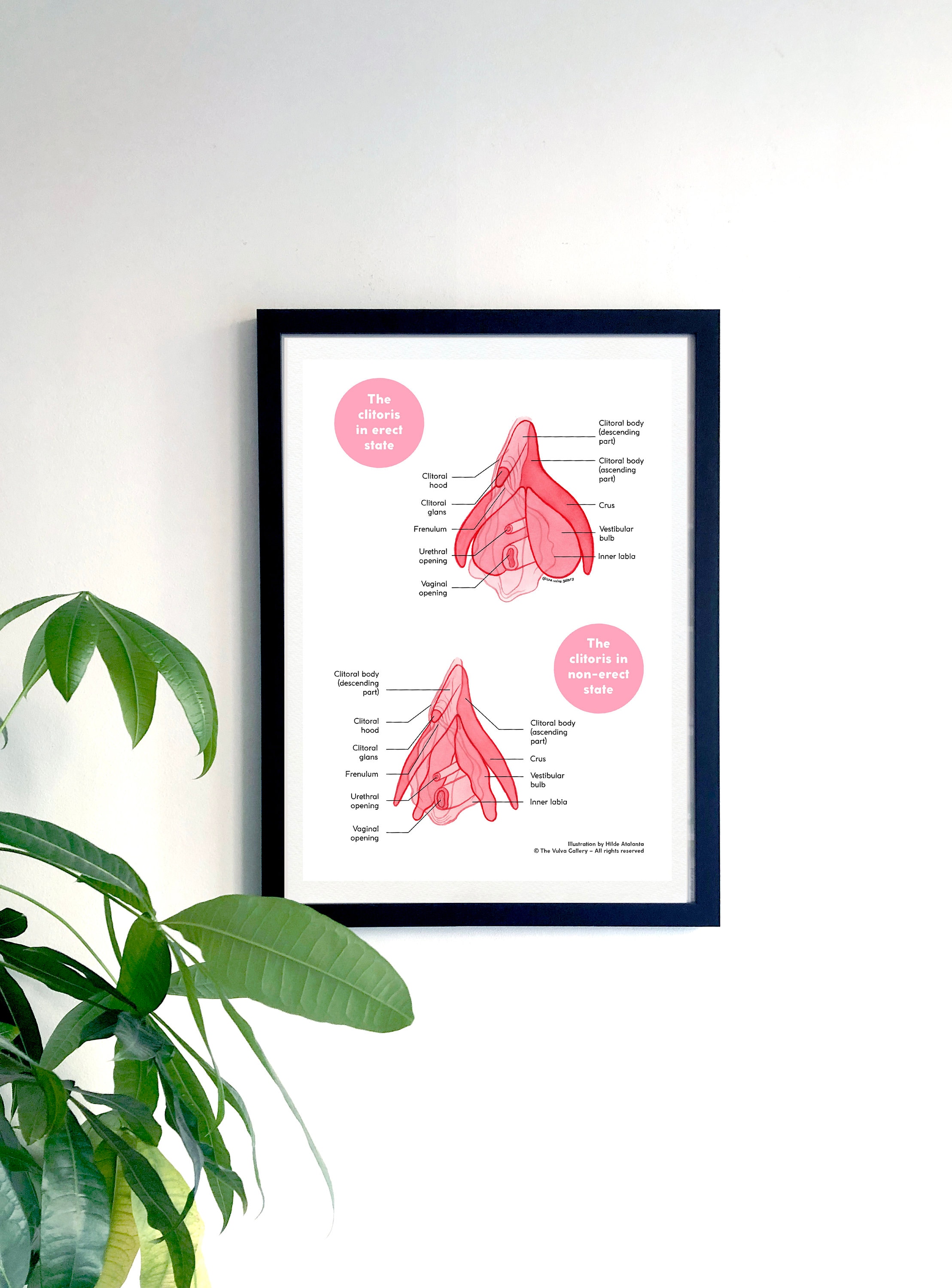 Clitoris Print Set Sexual health education The Vulva | Etsy
