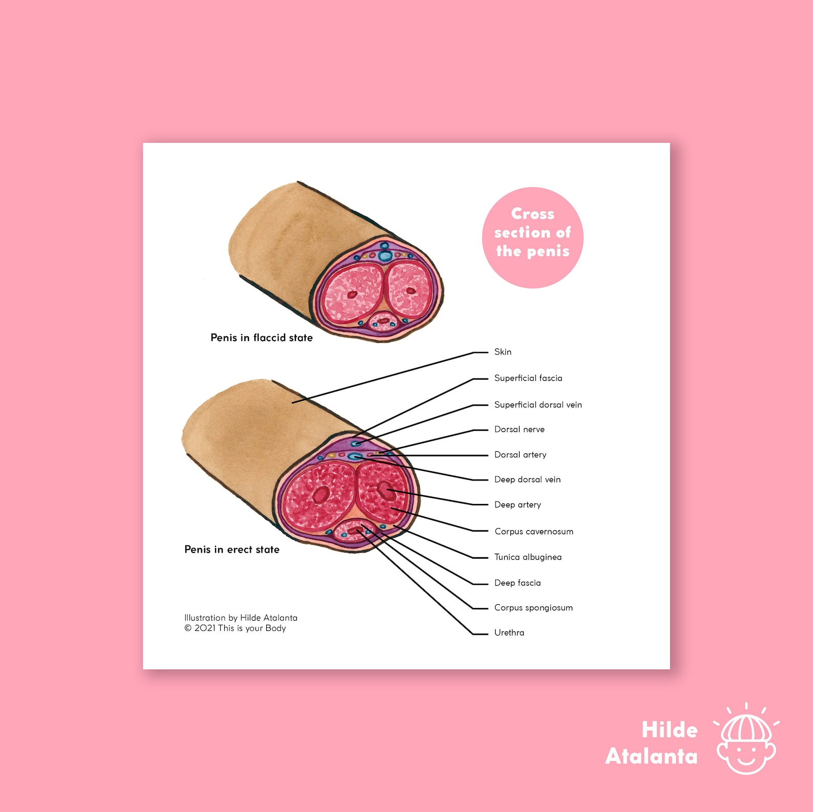 Penis Anatomy Print Set • Sexual Health Education • the Body Diversity ...