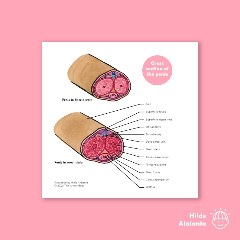 Penis Anatomy Print Set Sexual Health Education This Is Etsy