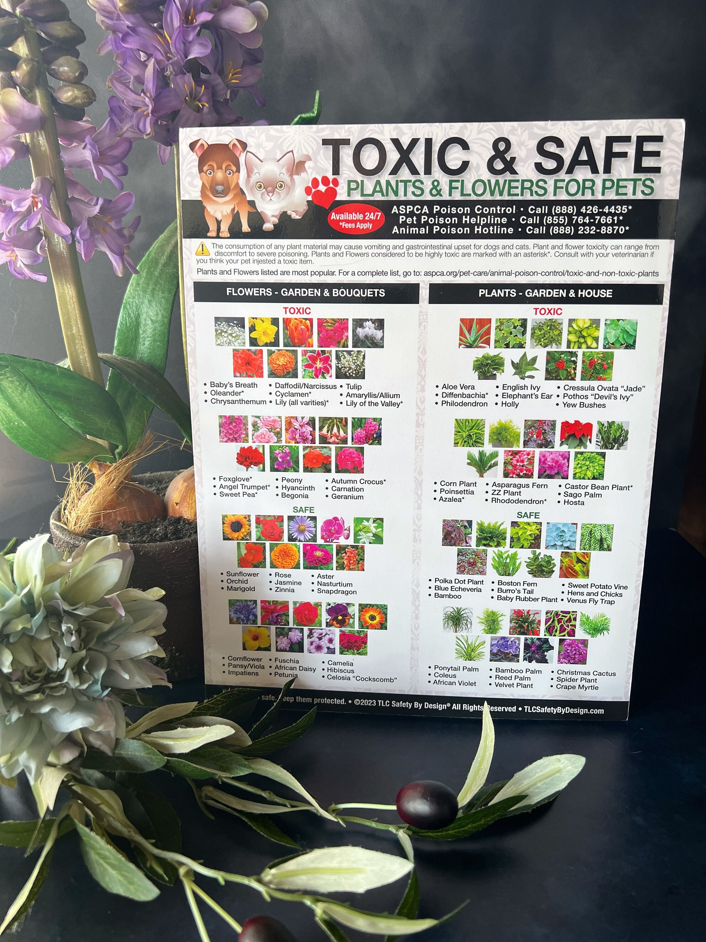 Magnetic List Chart of Toxic & Safe House Plants Garden Flowers for ...