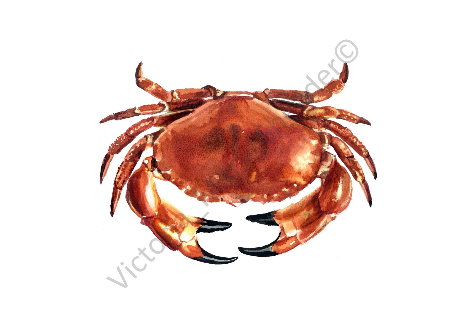 Ink CRAB Print A4 by VMS from Original Artwork - Etsy