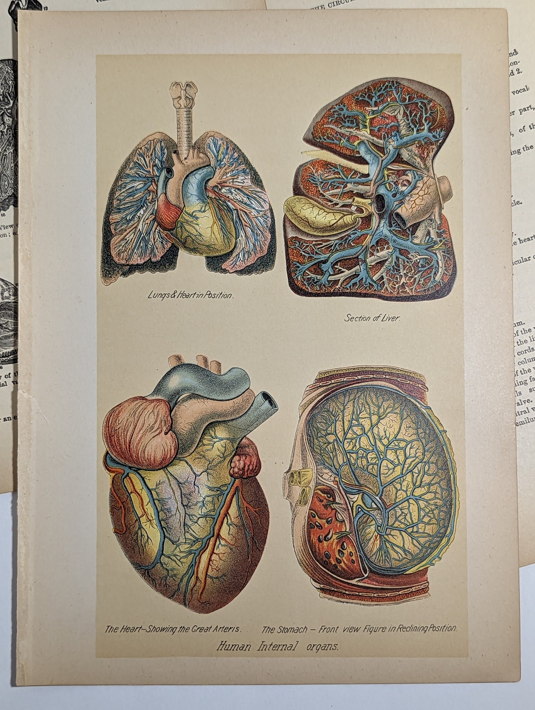 Antique Anatomical Human Heart Organs Colored Medical Illustration Book ...