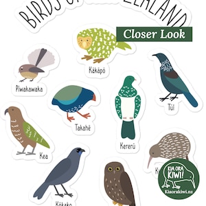 Birds of New Zealand Sticker Sheet | Cute New Zealand Birds | Cute Bird ...