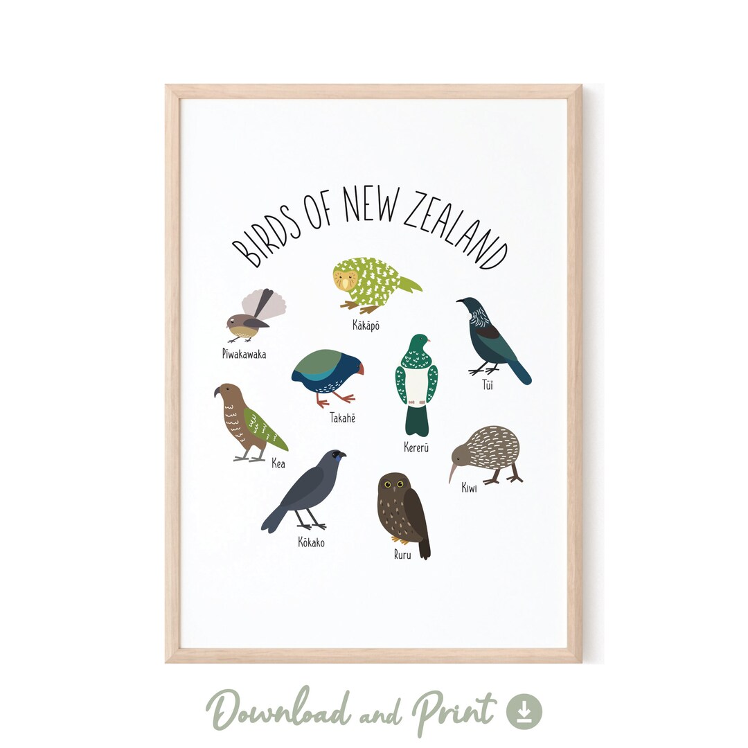 Birds of New Zealand | PRINTABLE Wall Art | DIGITAL DOWNLOAD | New ...