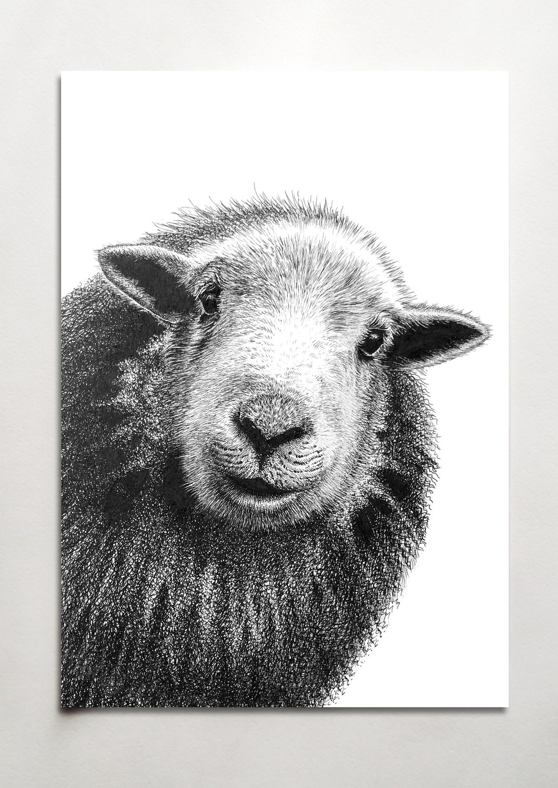 Herdwick Sheep Giclee Print. Sheep Ink. Sheep Drawing. - Etsy UK